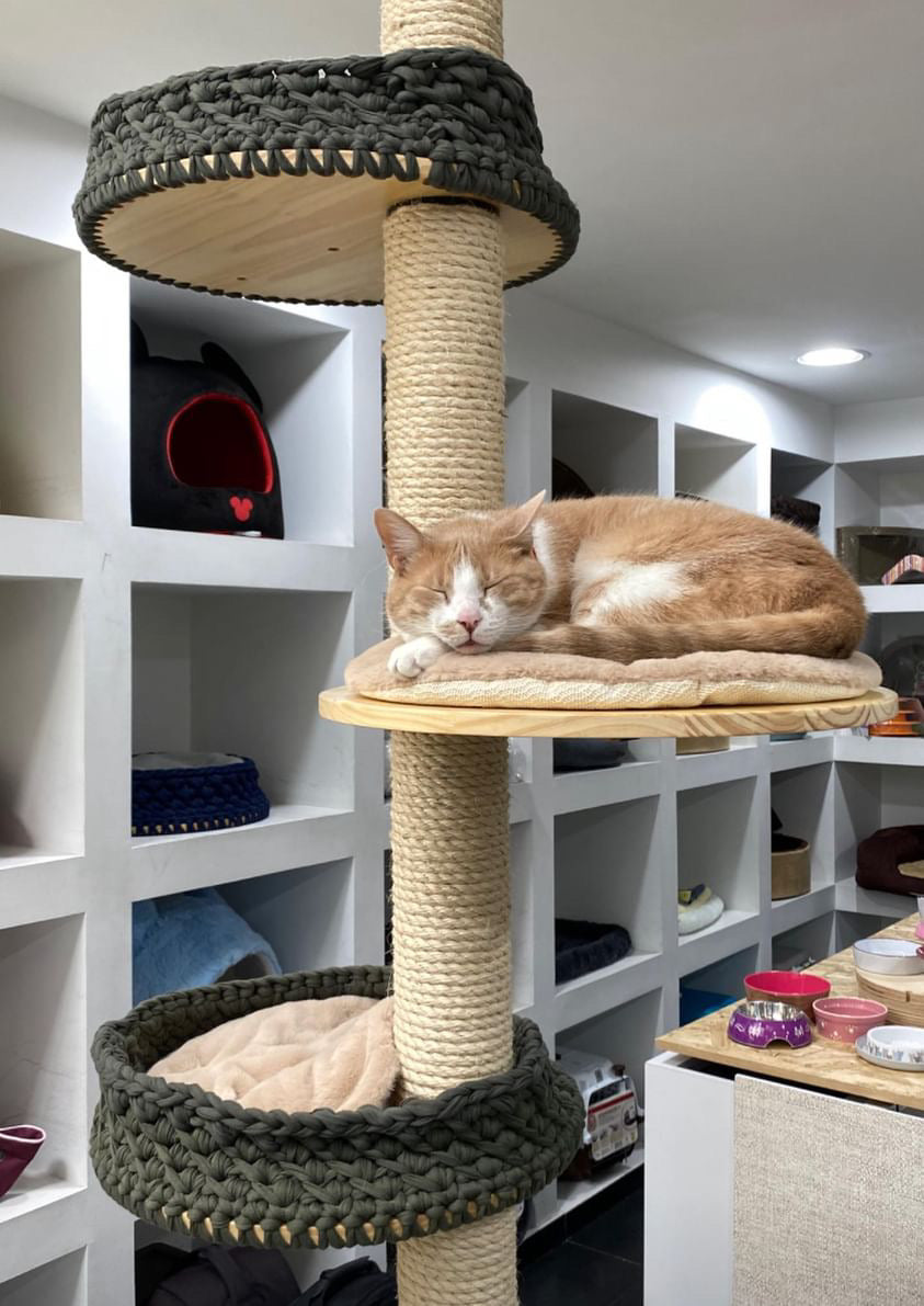 ¿Qué tener en cuenta a la hora de comprar un gimnasio para tu gatito? – Michos Toys